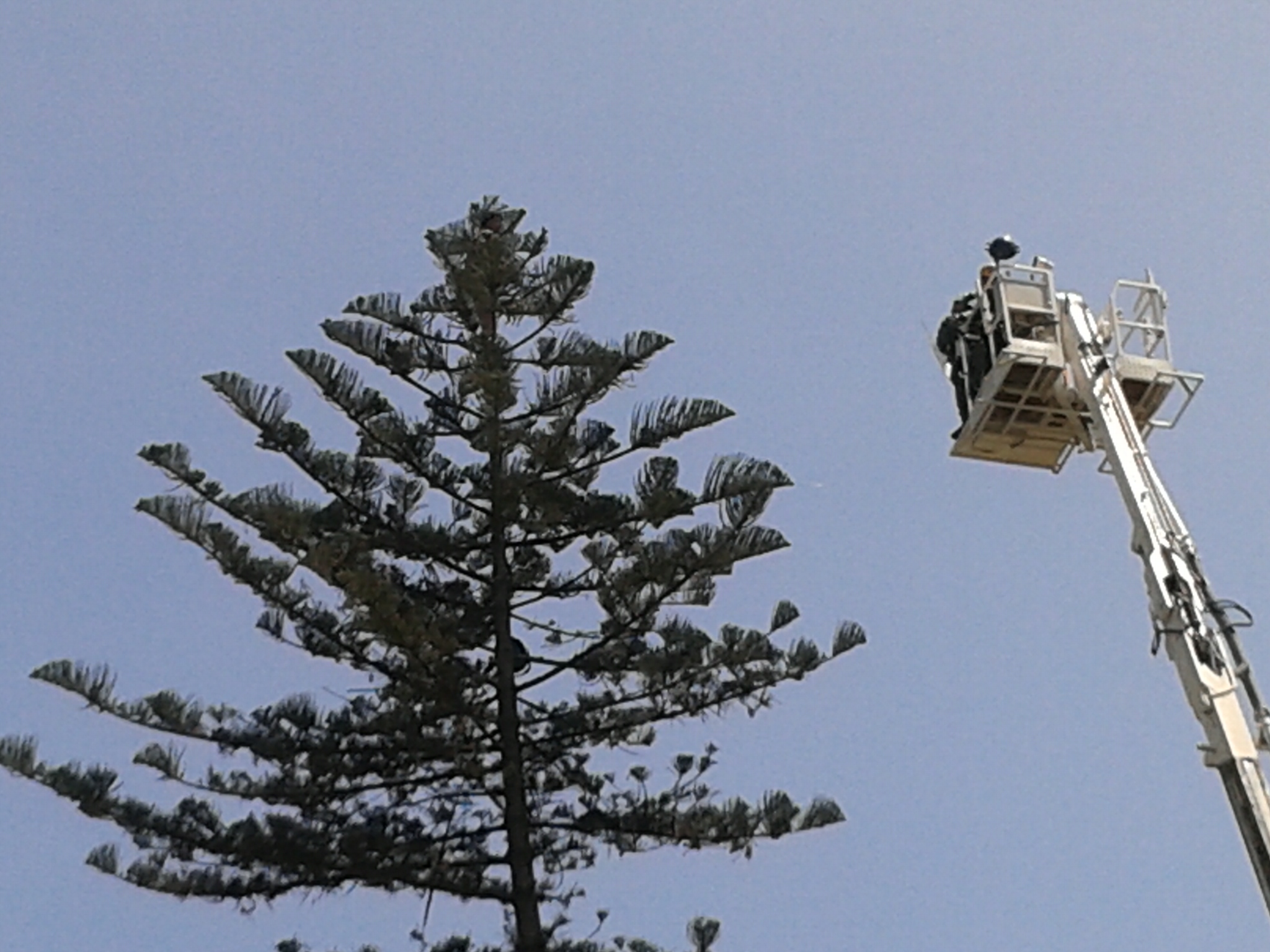 Hombre protesta encadenándose en la parte alta de un árbol frente al ...