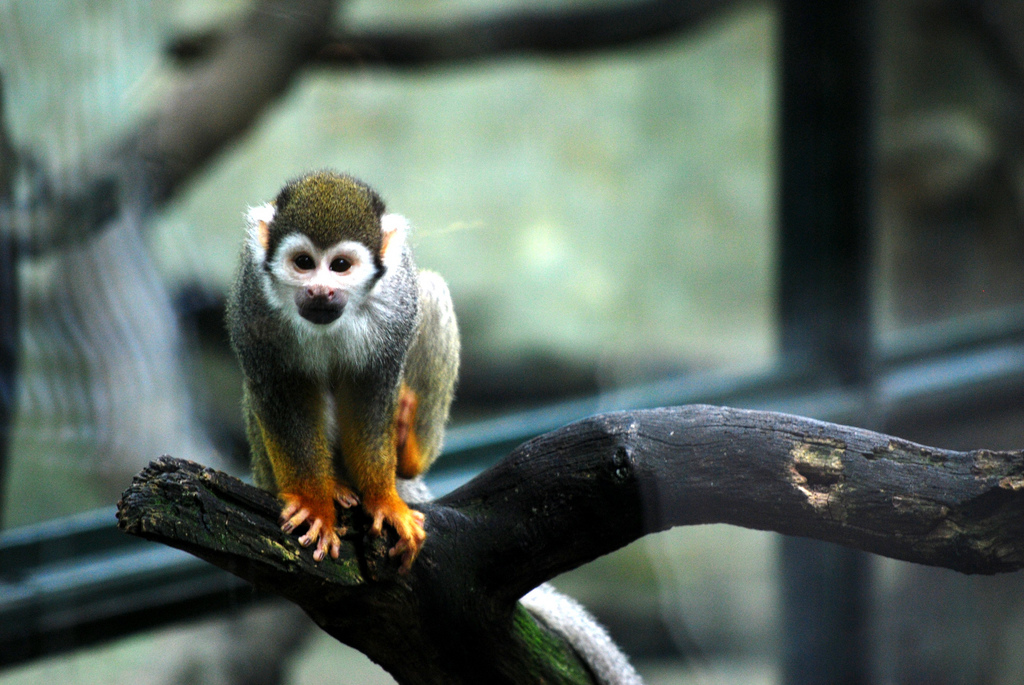 Emocionante despedida de un mono a su pareja asombra a investigadores ...