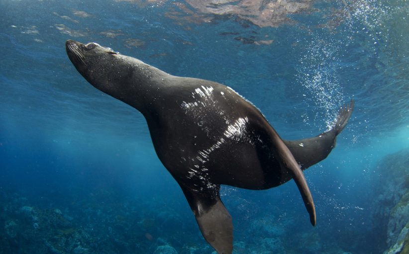 Nazca-Desventuradas: Chile ya cuenta con el parque marino más grande de ...