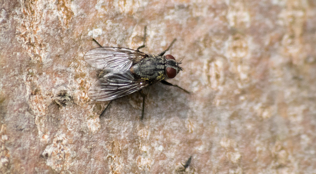¿Por qué nunca deberías comer un alimento en el que se paró una mosca ...