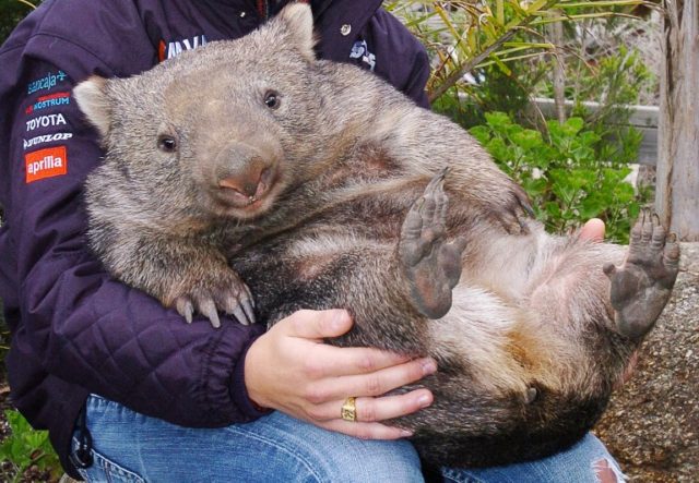 Nace rarísimo wombat en Australia | Sociedad | BioBioChile