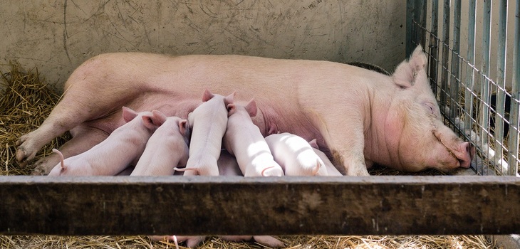Nacimiento de cerdo con apariencia de mono sorprende en Cuba | Sociedad ...