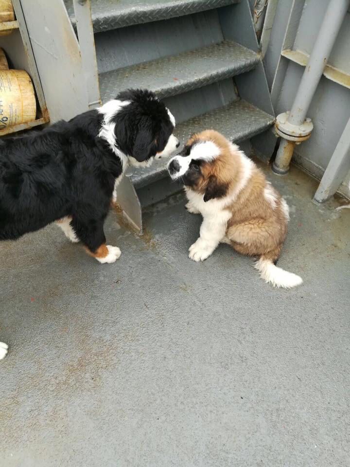 Al agua perro: los canes marinos con cargos y responsabilidades en la ...
