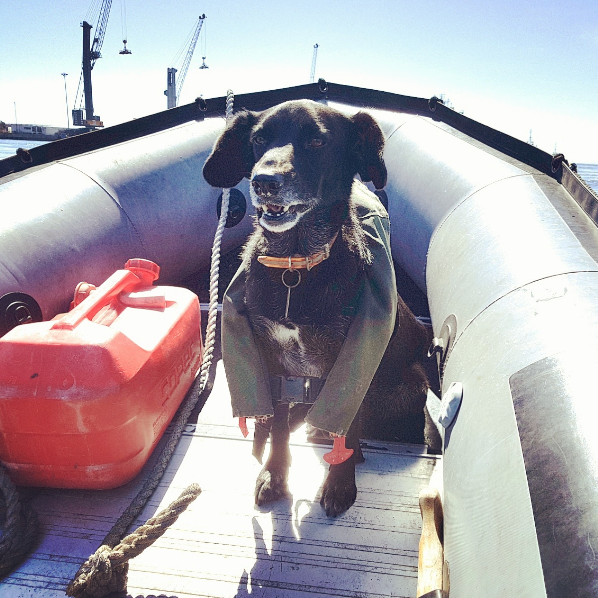 Al agua perro: los canes marinos con cargos y responsabilidades en la ...
