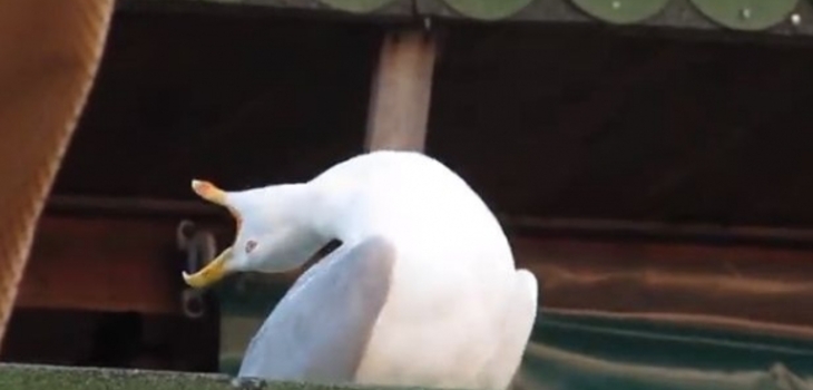 El origen del gracioso y popular meme de la gaviota intensa | Sociedad ...