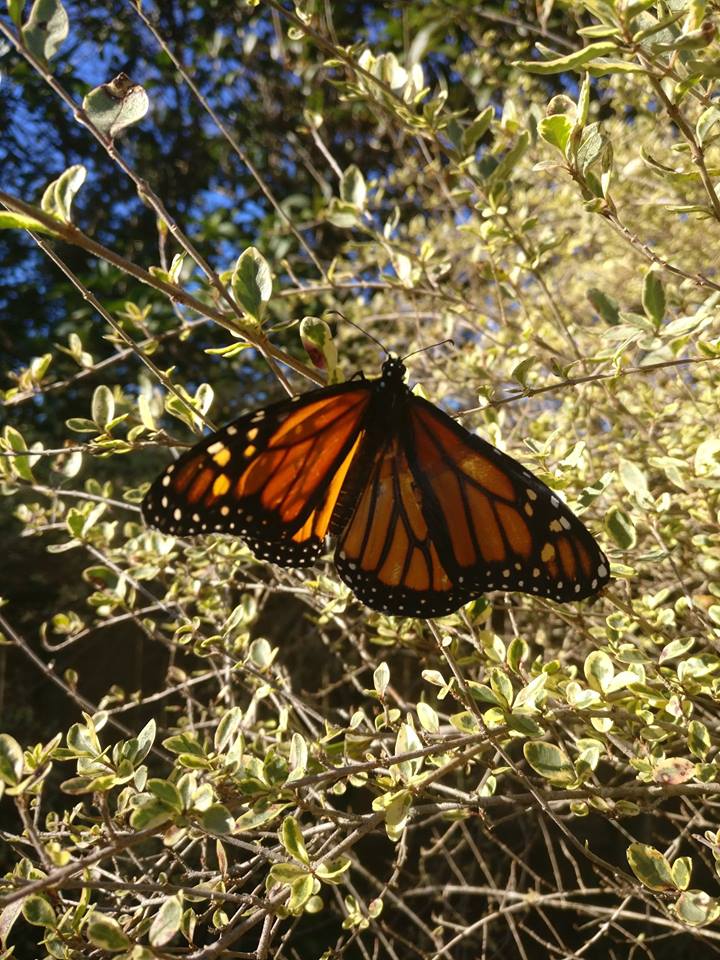 Mujer realiza cirugía reconstructiva a mariposa con ala rota: pudo ...