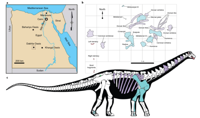 Descubren rarísimo dinosaurio gigante en Egipto | Ciencia y Tecnología ...