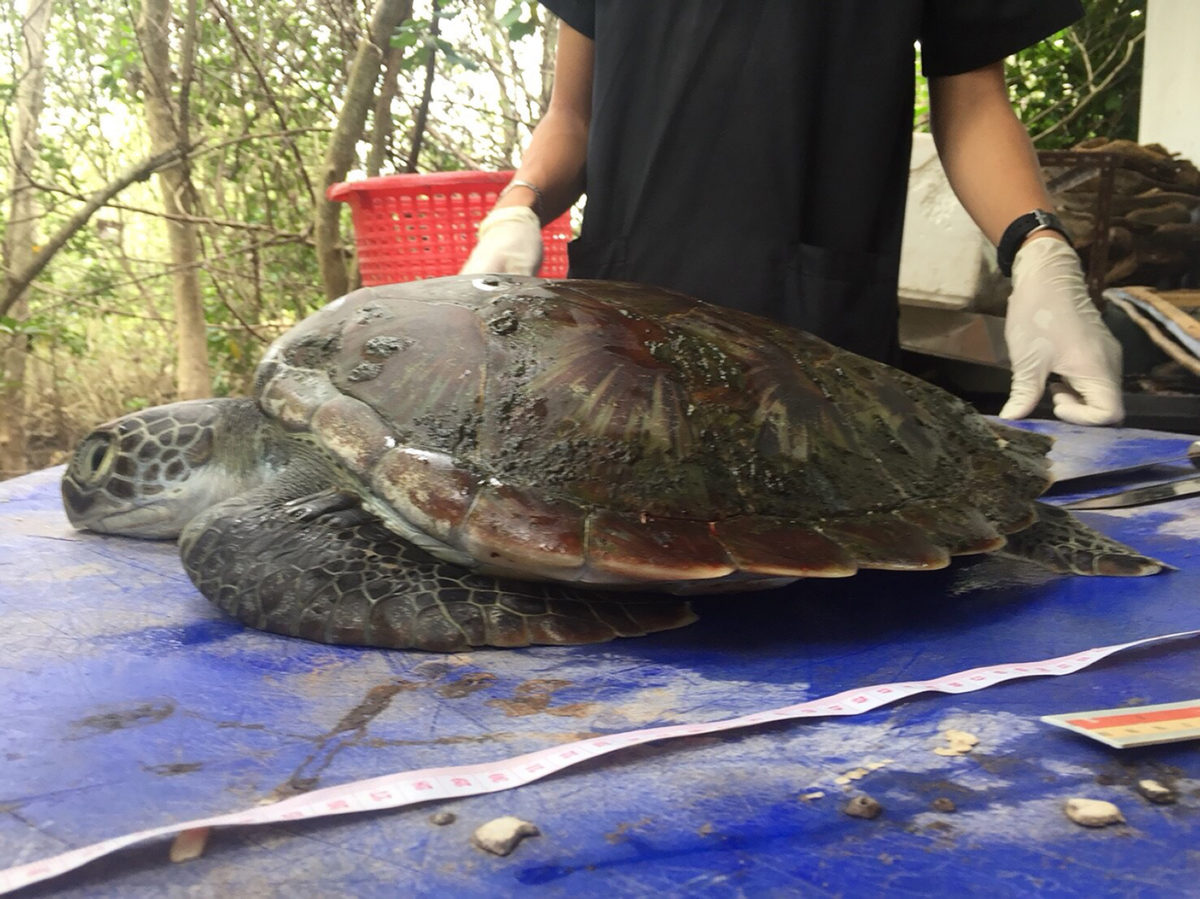 Tailandia: impactante foto muestra el plástico removido del estómago de ...