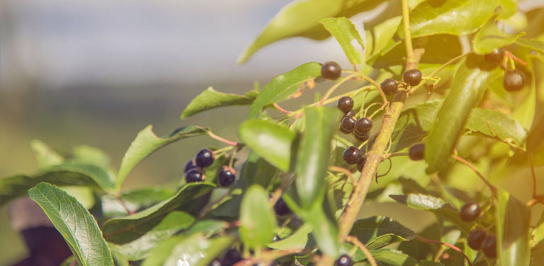 Estas propiedades hacen del Maqui un fruto clave para el rendimiento de ...