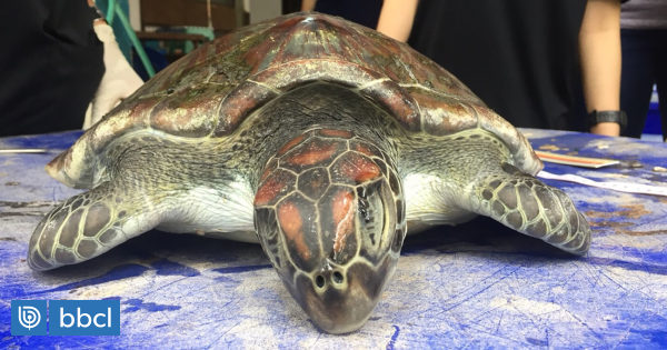 Tailandia: impactante foto muestra el plástico removido del estómago de ...