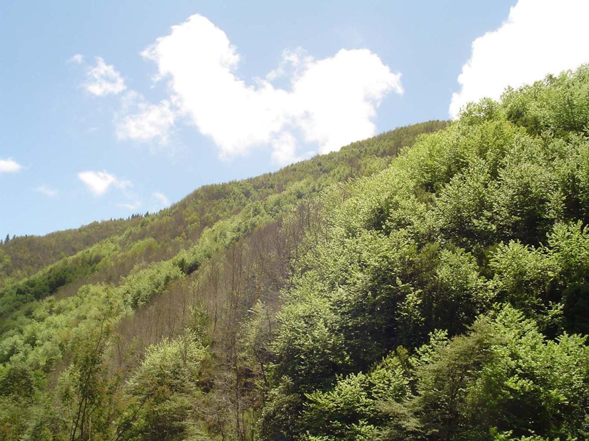Los esfuerzos para salvar al ruil: un árbol chileno único en el mundo ...