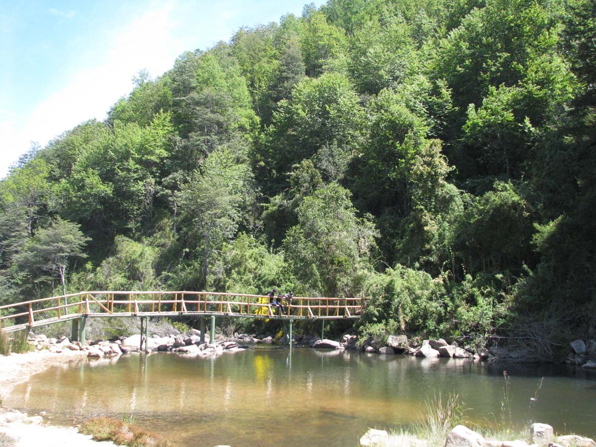 Los esfuerzos para salvar al ruil: un árbol chileno único en el mundo ...