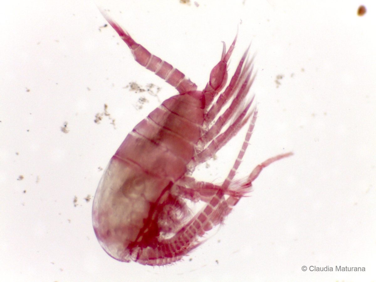 Copepodos: los desconocidos habitantes de los ríos y lagos de la ...