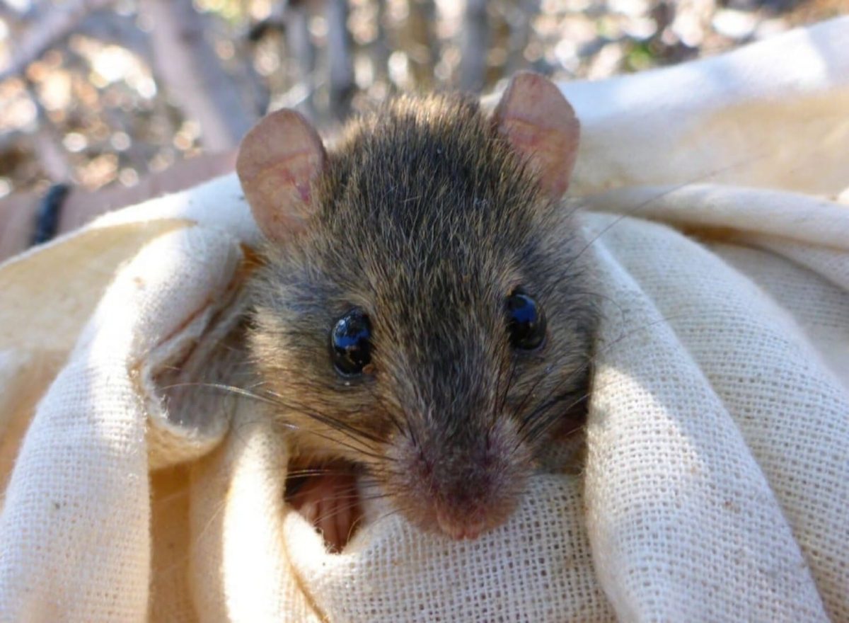 Confirman al primer animal extinto por culpa del cambio climático ...