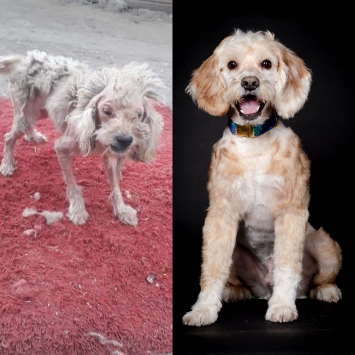 El impactante cambio tras rescate de un perro moribundo en sólo 5 meses ...