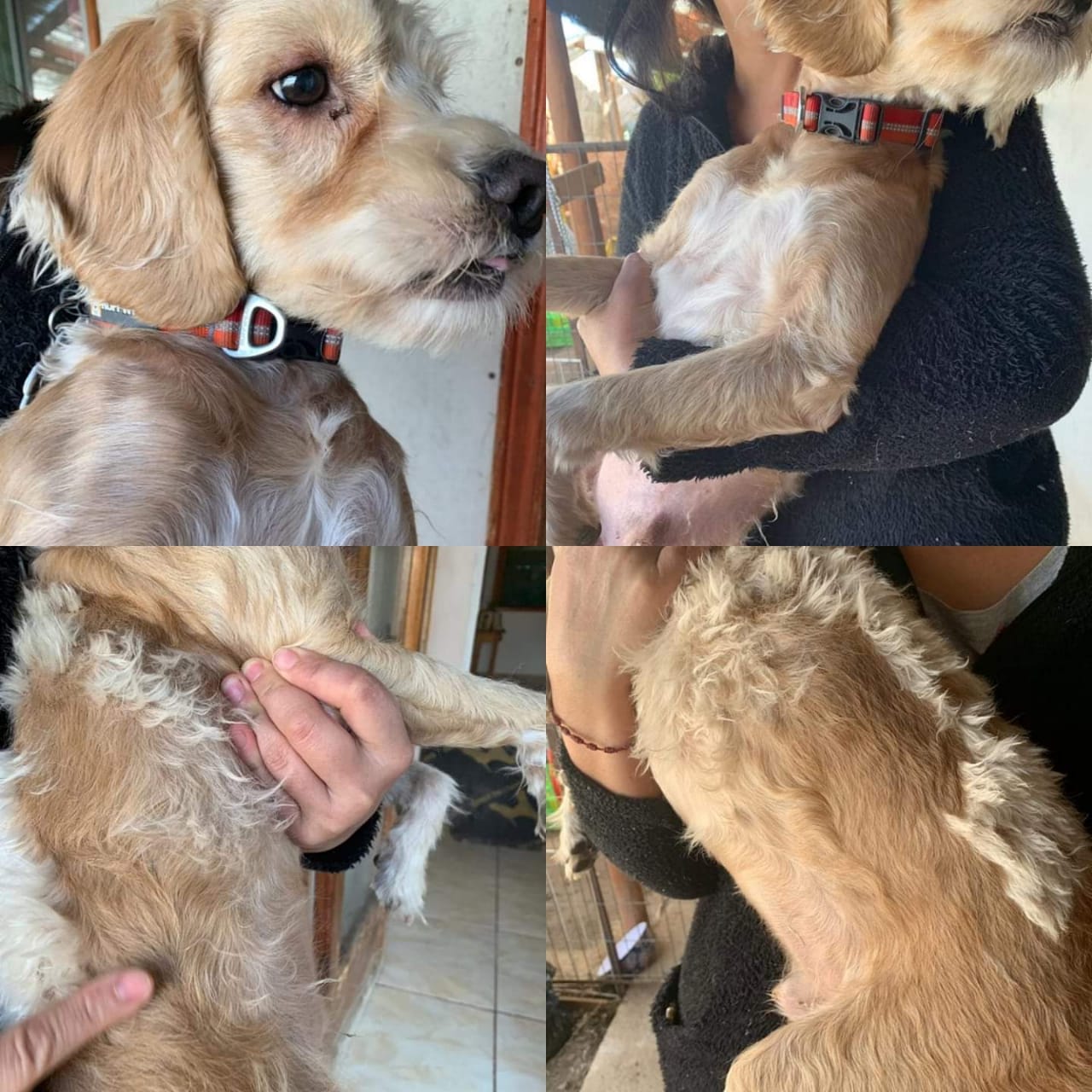 El impactante cambio tras rescate de un perro moribundo en sólo 5 meses ...