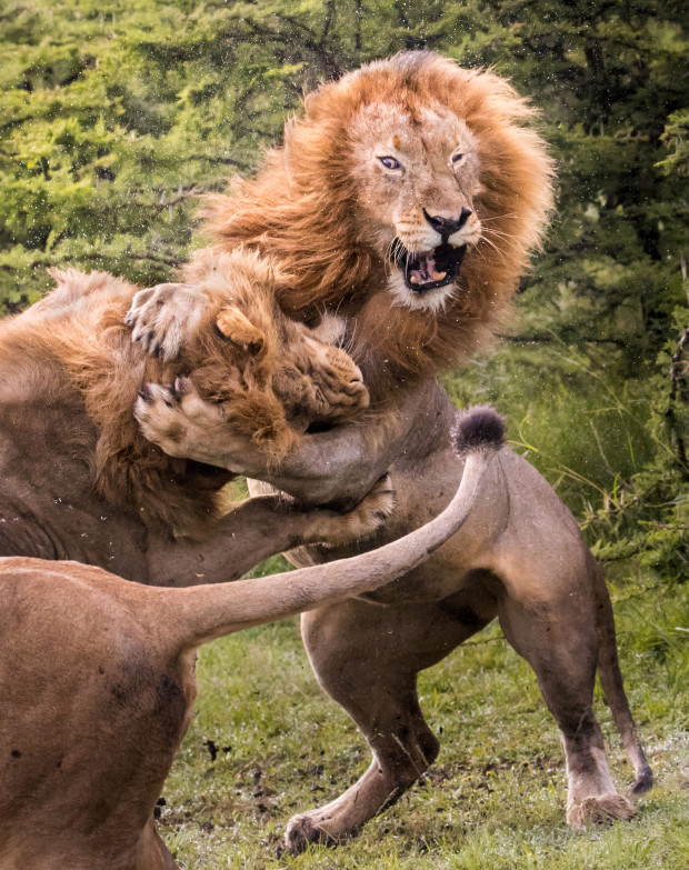Científico capturó impresionante batalla entre dos leones por la ...