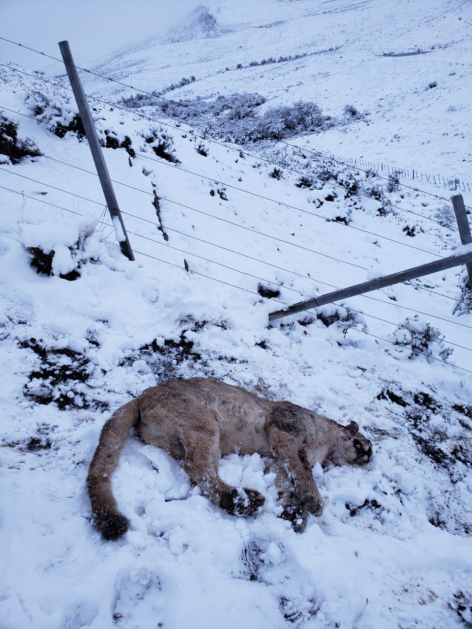 Puma es encontrado muerto en Torres del Paine: habría sido baleado ...