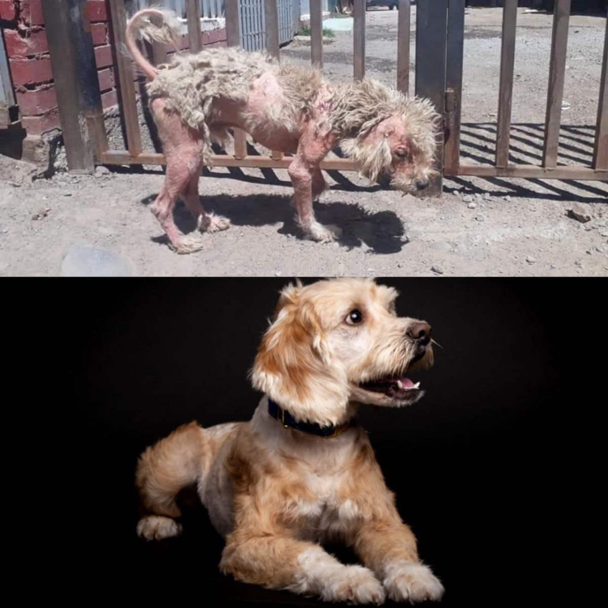 El impactante cambio tras rescate de un perro moribundo en sólo 5 meses ...