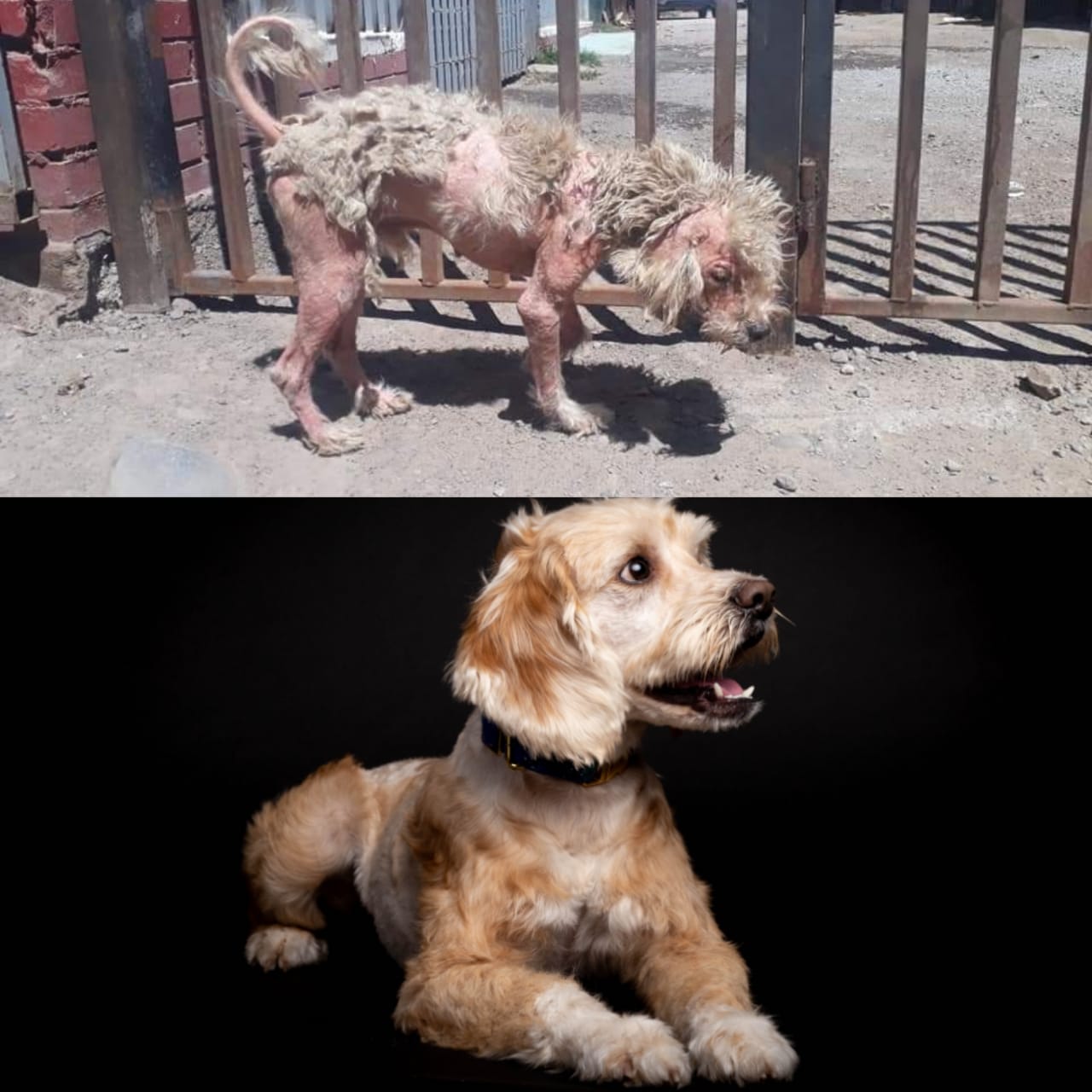 El impactante cambio tras rescate de un perro moribundo en sólo 5 meses ...