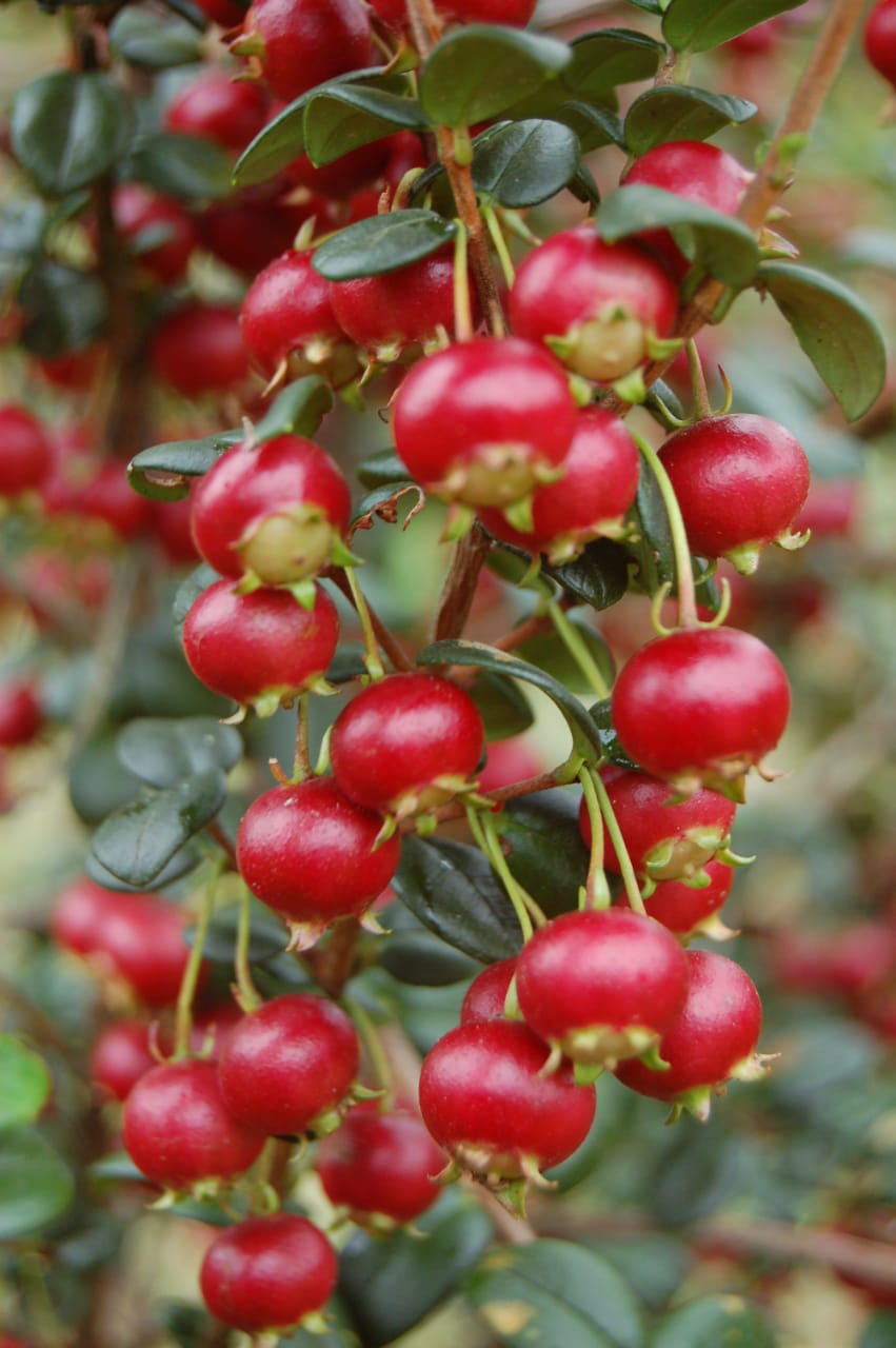 INIA apoya producción y comercialización de murtilla para exportación ...