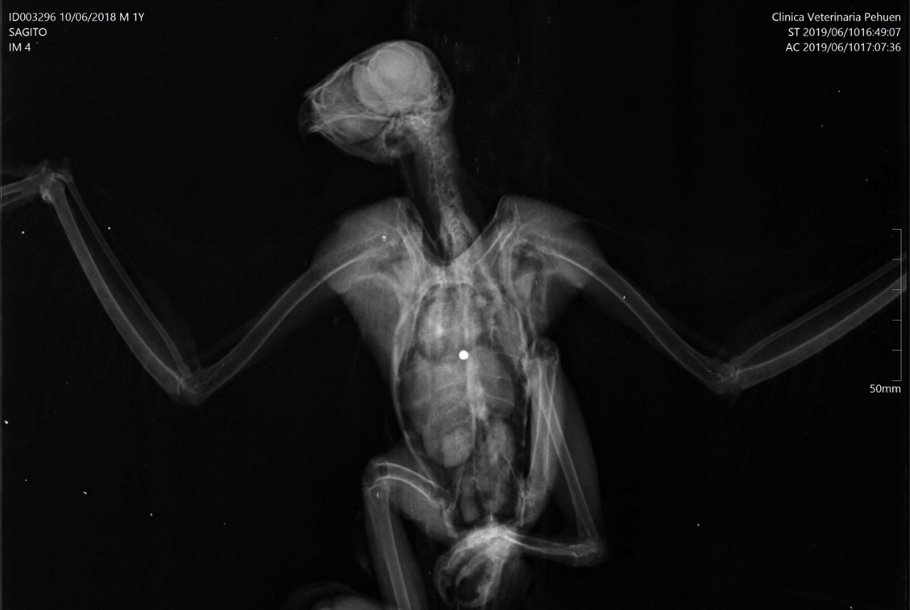 SAG Bío Bío llama a respetar la fauna tras encontrar ave con ala ...