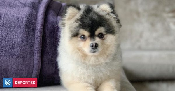 Apareció la mascota de Daniel Sturridge, pero aseguran que el jugador ...