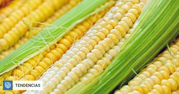 Los beneficios para la salud del choclo, uno de los cereales por ...