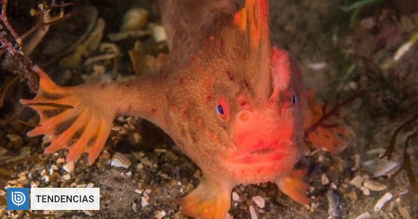 Científicos confirman extinción del primer pez marino en tiempos ...