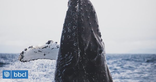 Delfines, ballenas y cachalotes felices con el confinamiento, pero en ...