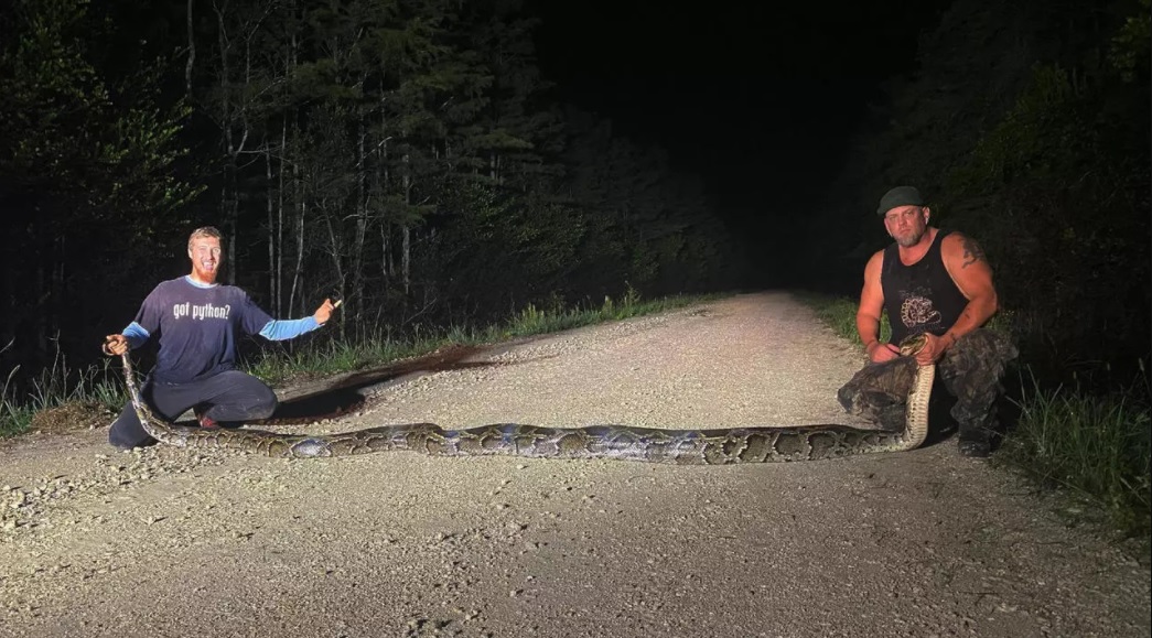 Récord en Estados Unidos: hallan una pitón birmana de seis metros en ...