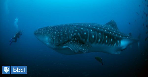 Alegría en Galápagos por regreso de tiburón ballena llamado "Nemo ...