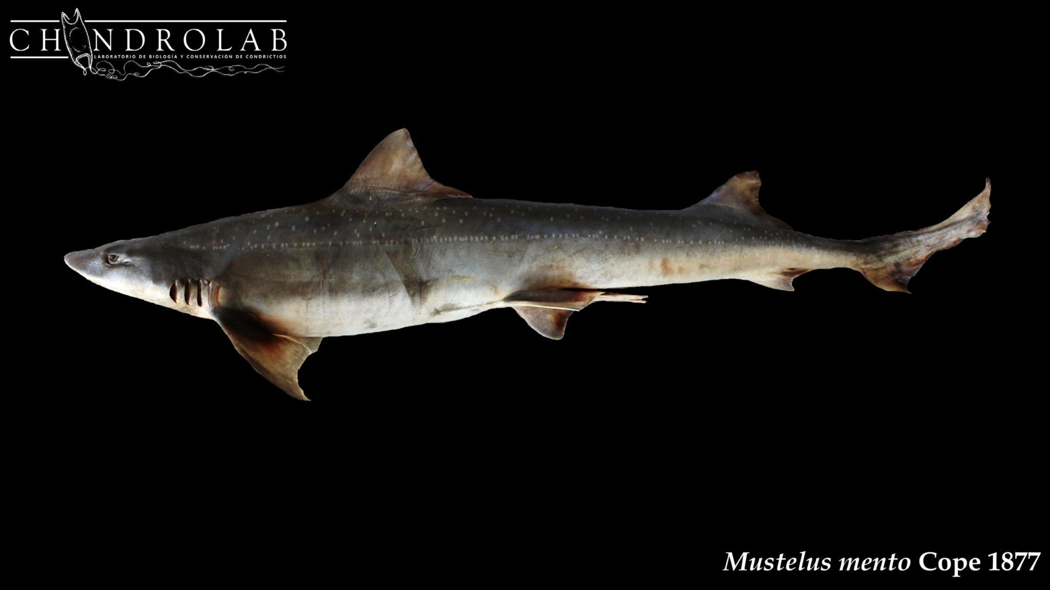 Lista Roja de UICN: más de 30 especies de tiburones y rayas en peligro ...