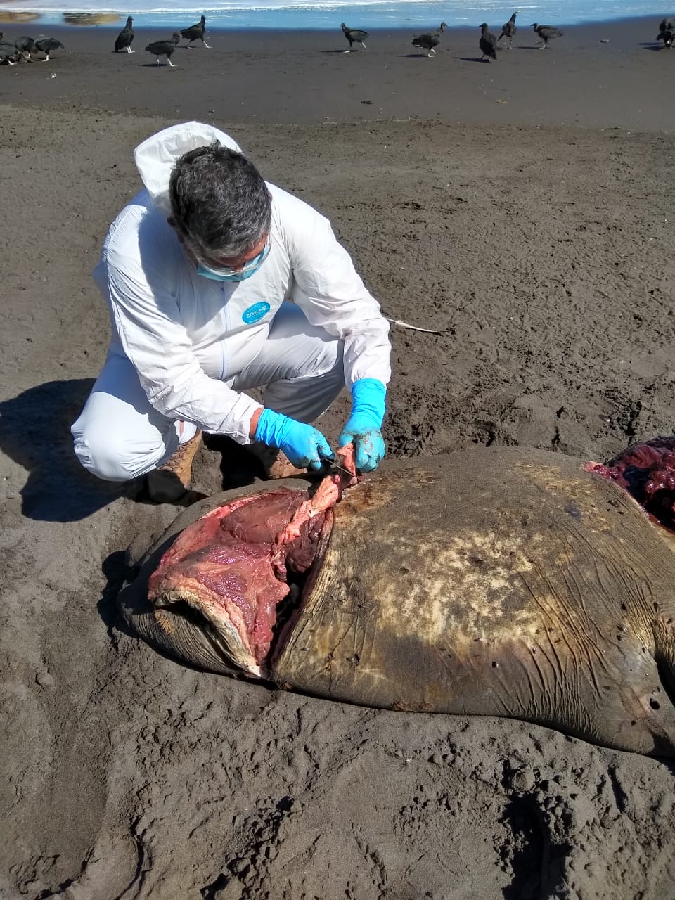 Encuentran más de 60 lobos marinos muertos en playa de Carahue ...