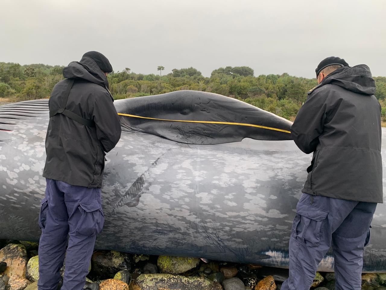Ballena azul muerta vara en costas de Chumeldén, en Los Lagos ...