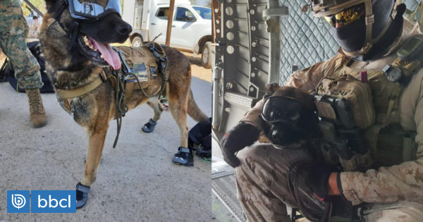 Perros paracaidistas del Ejército: saltan desde avión y ayudan en ...