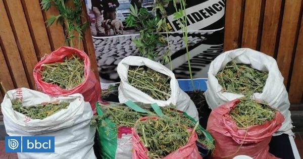 Más de 12 mil dosis de drogas fueron incautadas por la PDI en Melipeuco: operativo deja un ...