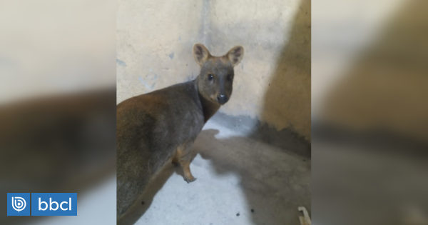Rescatan a pudú que estaba en peligro de ser atacada por perros en ...