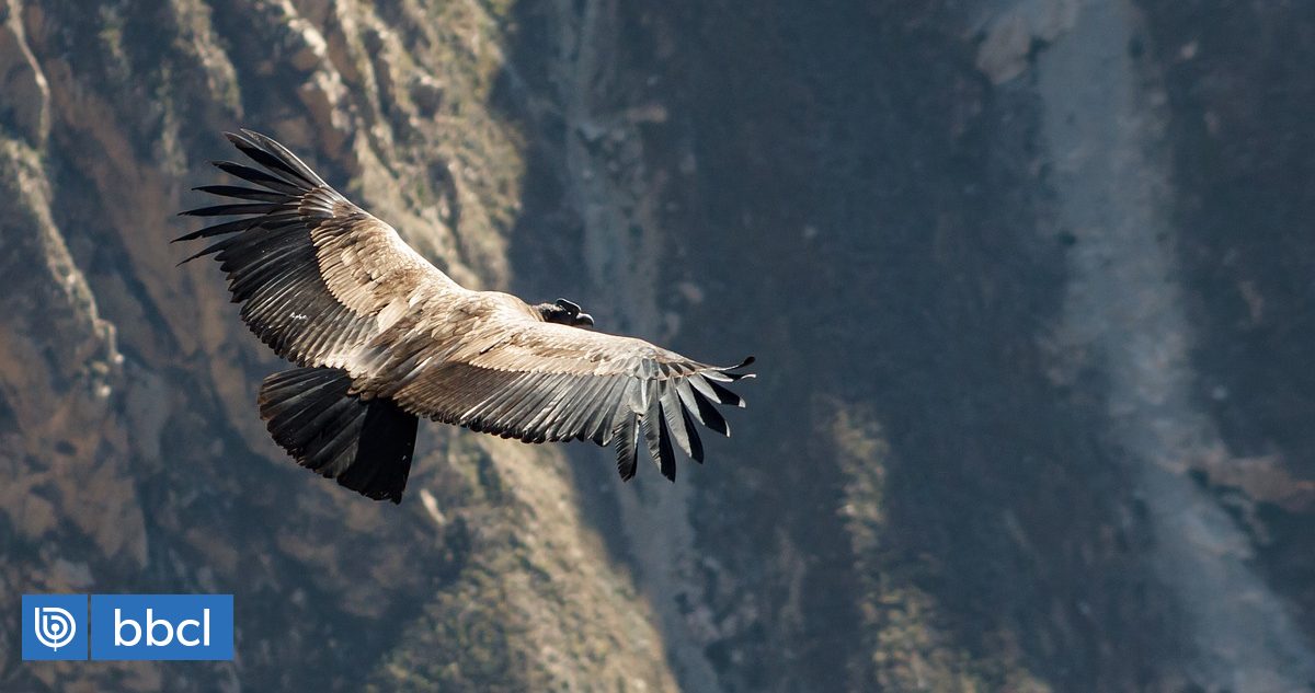 Ecuador recategoriza refugio del cóndor en parque nacional | Notas ...