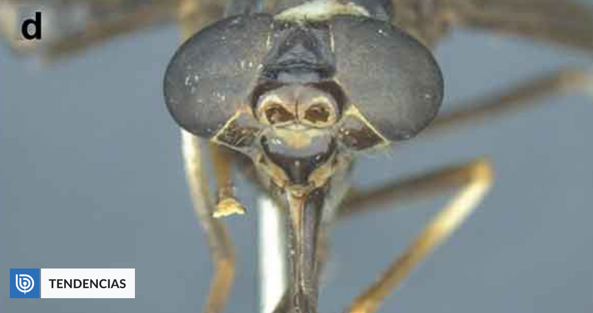 Descubren en Ecuador un tábano con cuerpo que parece de avispa ...
