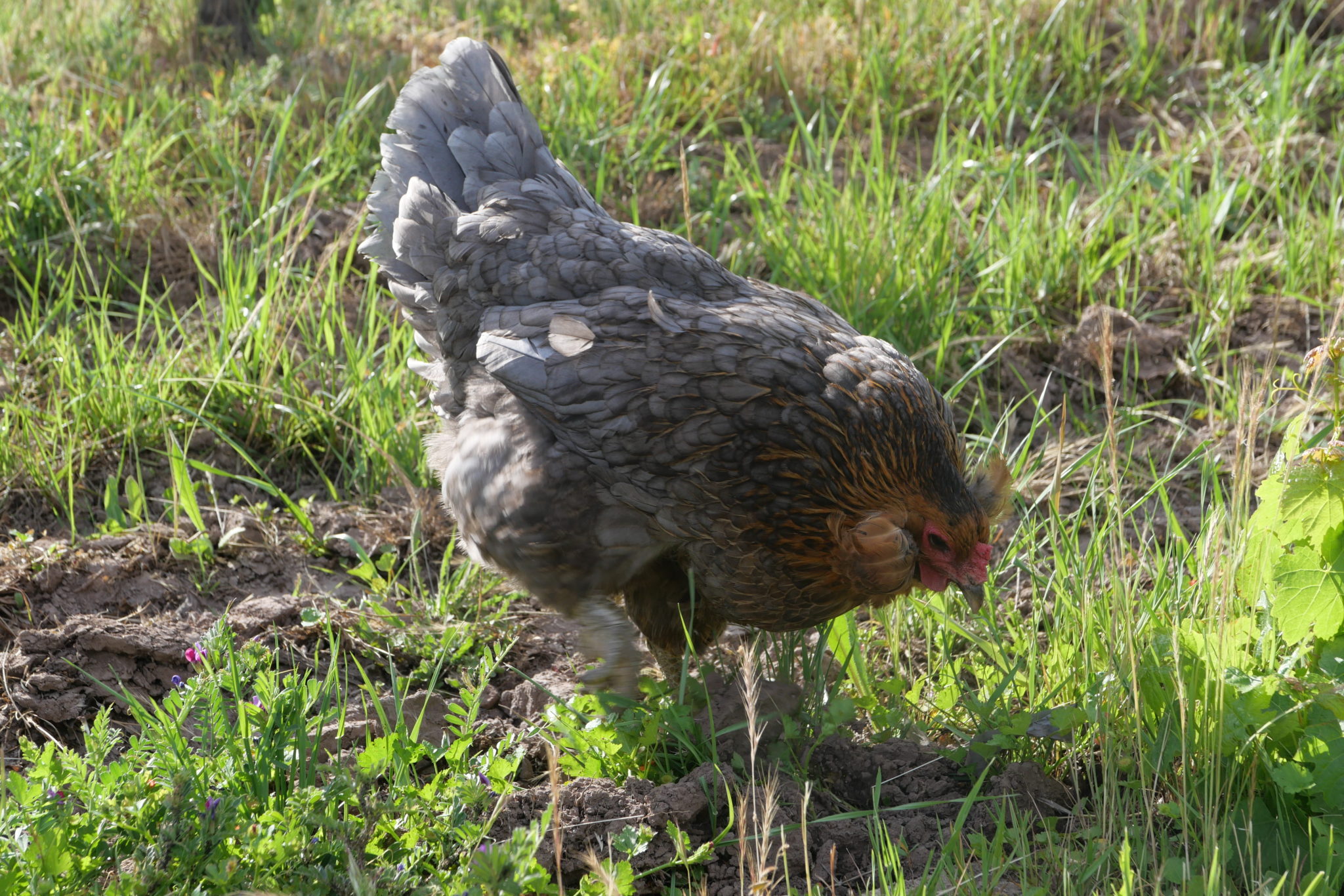 Gallinas mapuche "de los huevos azules" salen al combate de plagas en ...