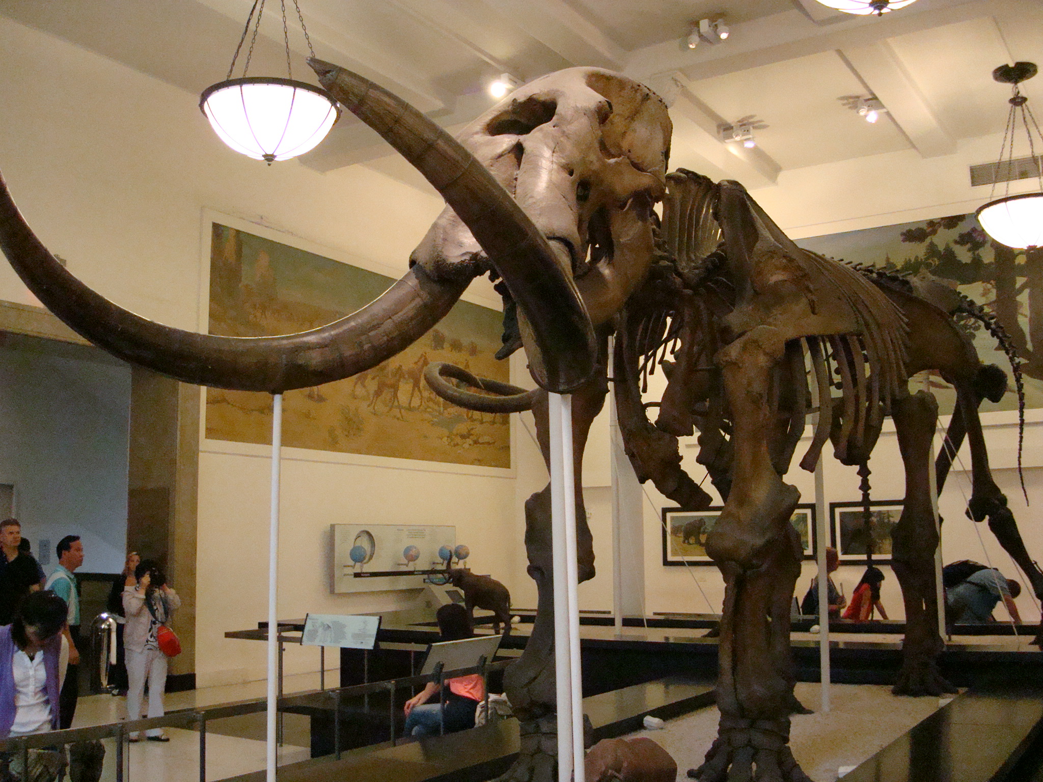 Científicos están trabajando para traer de regreso a los Mamut ...