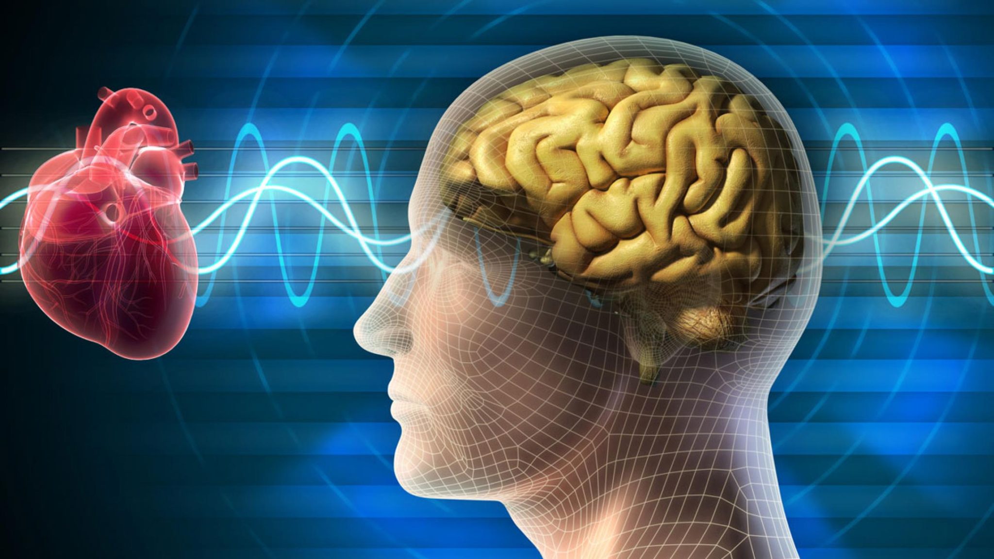 Nuevo estudio detalla cómo el cerebro es clave a la hora de modular la ...