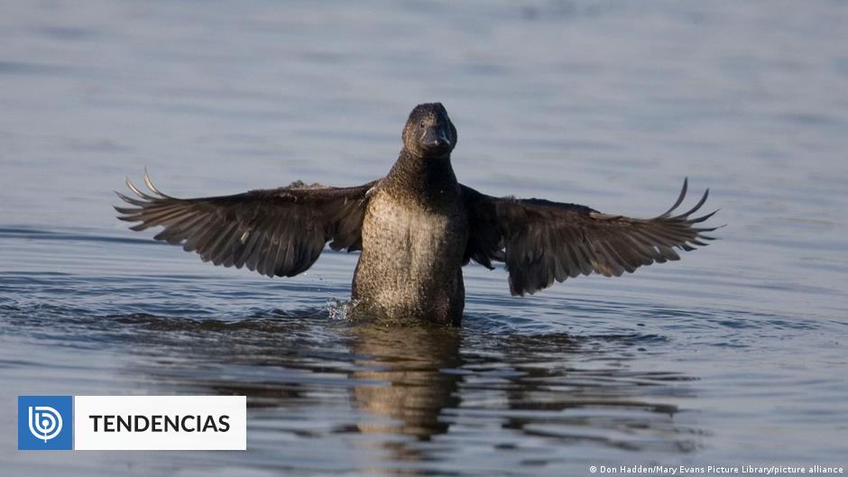 "¡Maldito tonto!": Patos almizcleros australianos aprenden a insultar ...