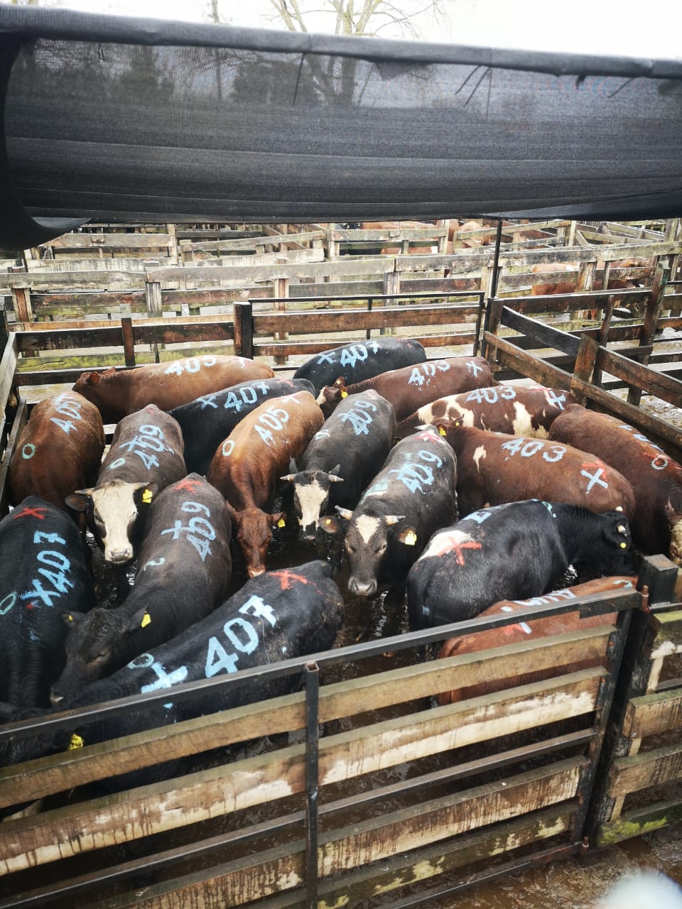 SAG Bío Bío intensifica fiscalización en ferias ganaderas previo a ...