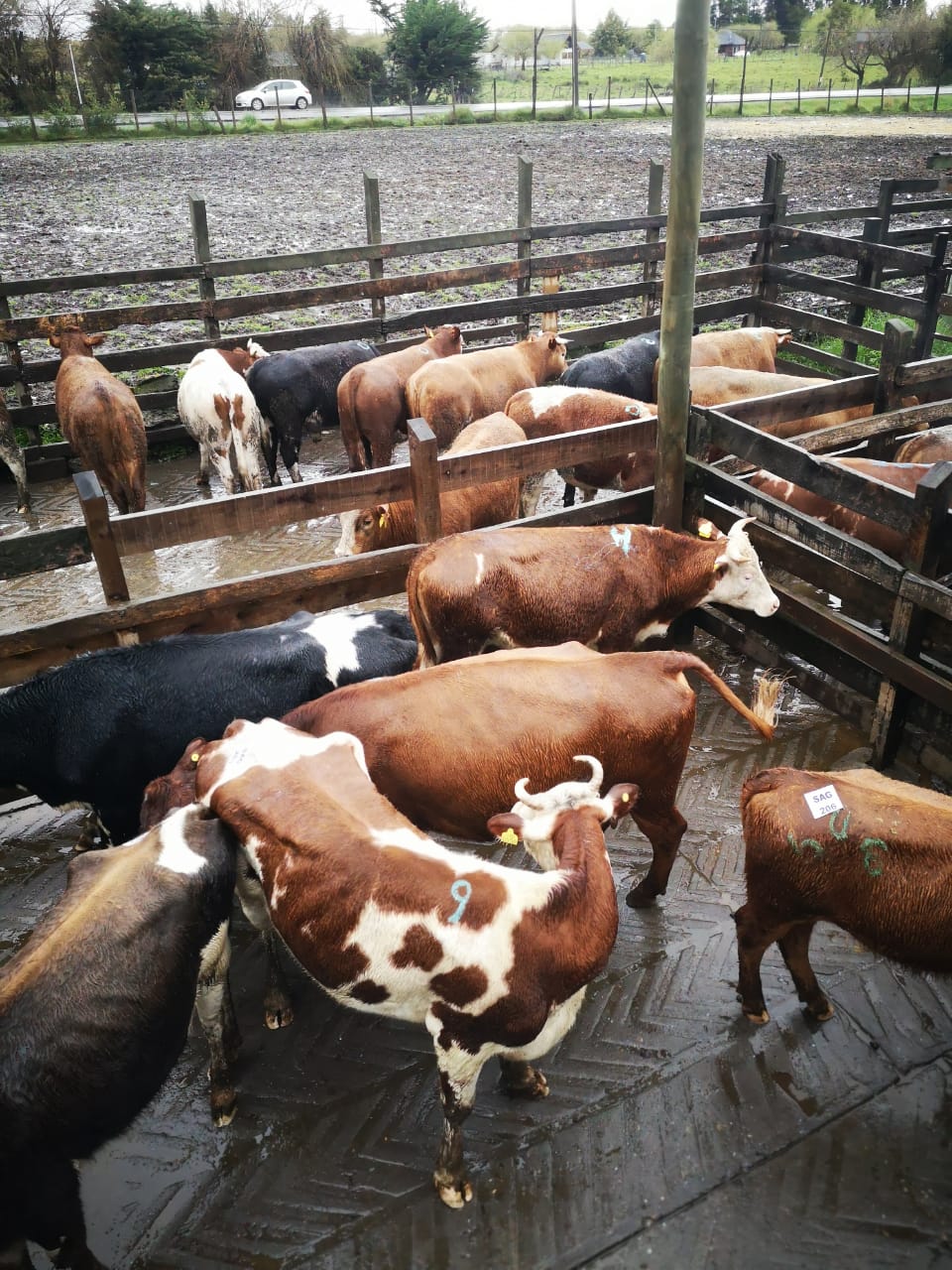 SAG Bío Bío intensifica fiscalización en ferias ganaderas previo a ...