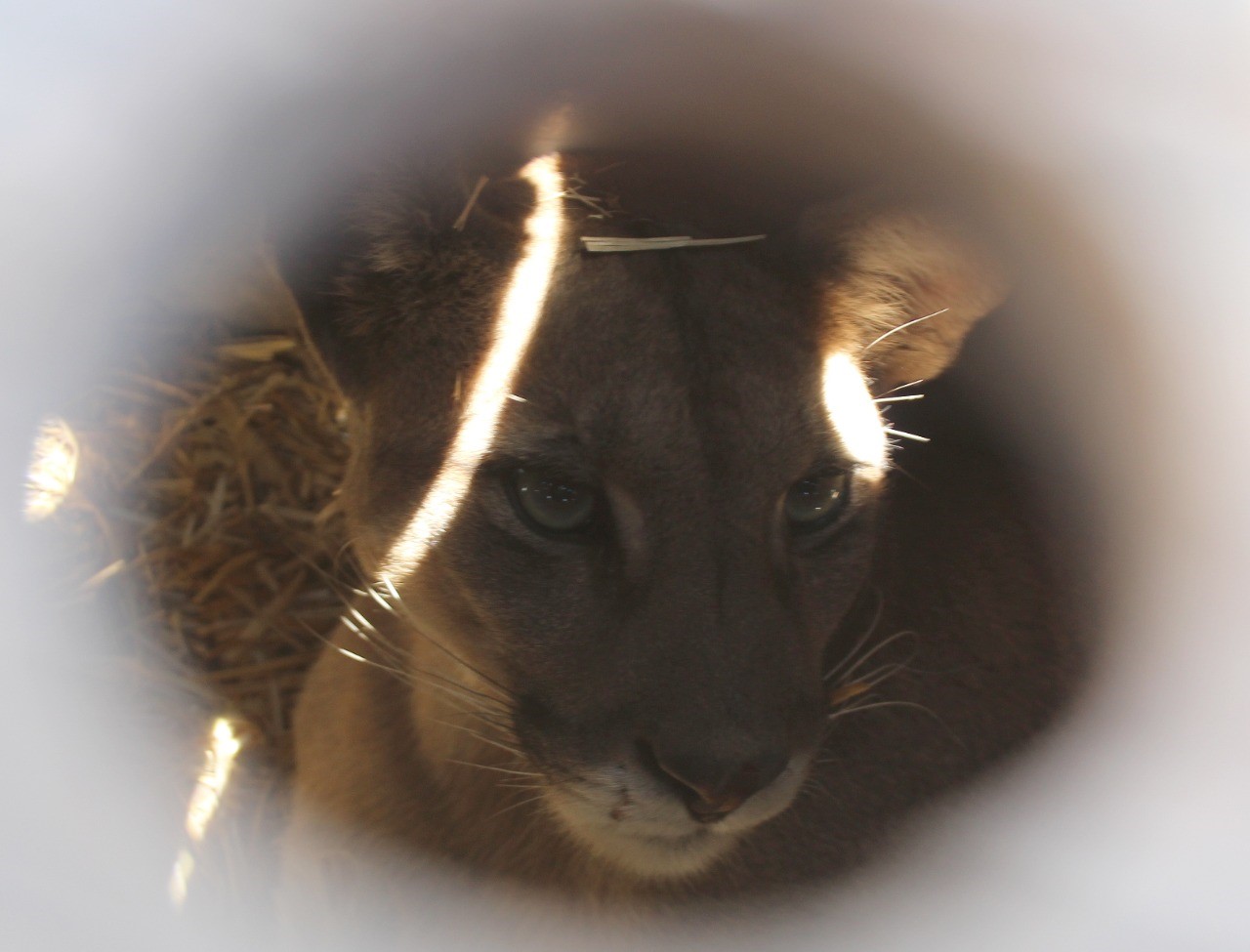 Puma capturado hace una semana fue reinsertado en su hábitat