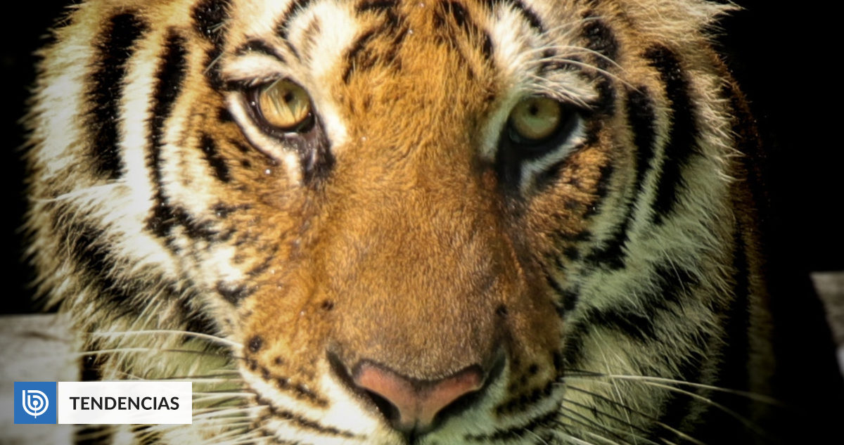 Rarísimos tigres negros son fotografiados: esta mutación sólo existe en ...