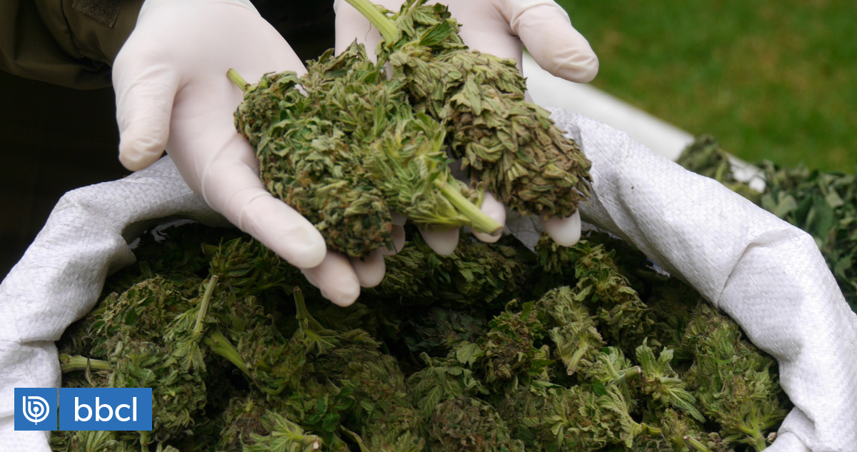 Carabineros incauta $32 millones en marihuana en Los Ángeles: hubo dos detenidos | Especial ...