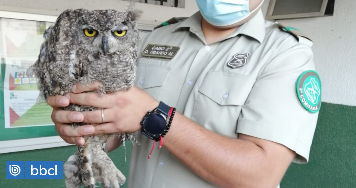 Rescatan a búho tucúquere que estaba herido en un ala en localidad de O ...